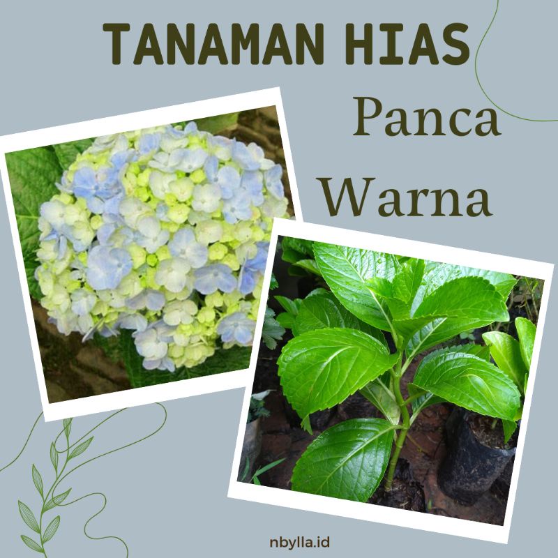 Jual Bunga Hortensia Panca warna/Tanaman Hias | Shopee Indonesia