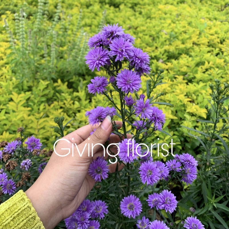 Jual Tanaman Hias Bunga Peacock / Pikok (Kuncup) | Shopee Indonesia