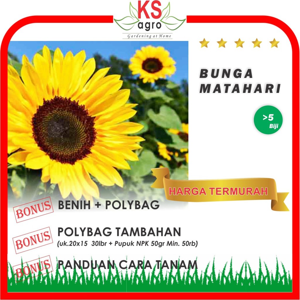 Jual BENIH BUNGA MATAHARI BIBIT BUNGA UNGGUL (PROMO) !!! | Shopee Indonesia
