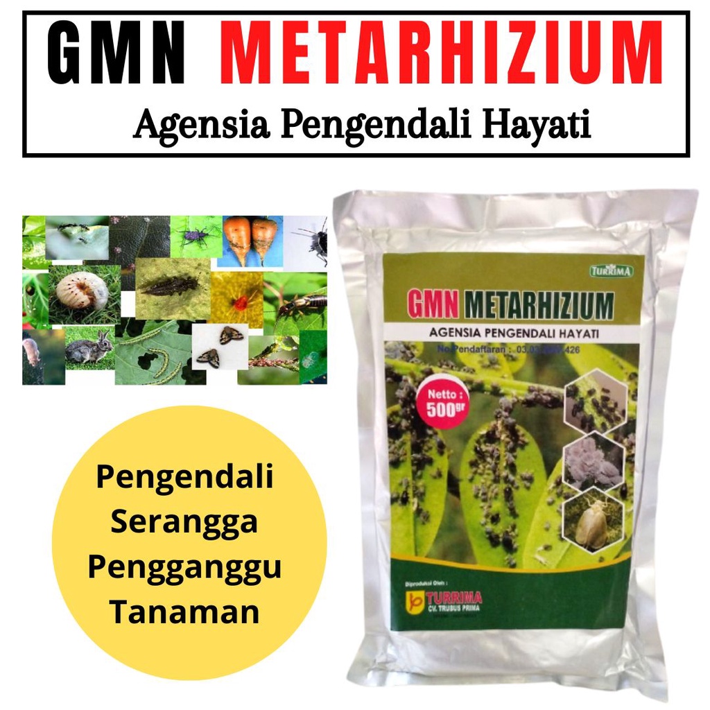 Jual Metarhizium Pembasmi Hama Cabuk Pada Tanaman, Pengendali Hama ...