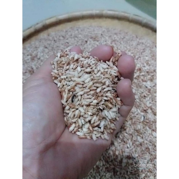 Jual beras ketan merah dn harum.( pulu mandoti) | Shopee Indonesia