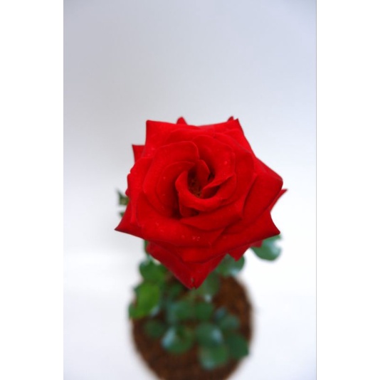 Jual mawar merah tanpa duri (rosa sp)- tanaman mawar MURAH- tanaman ...