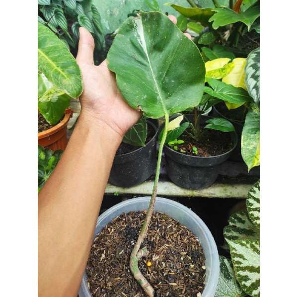 Jual Monstera Varigata | Shopee Indonesia