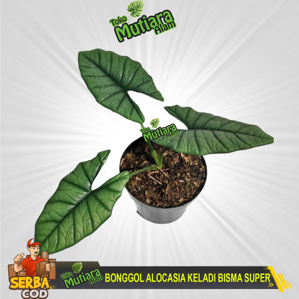 Jual ALOCASIA KELADI BISMA DEWASA TANAMAN HIAS MUTIARA ALAM | Shopee ...
