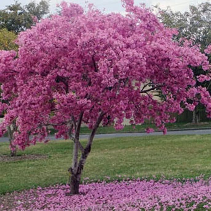 Jual Bibit Tanaman Hias Bunga Tabebuia Pink Rosea tr1m | Shopee Indonesia