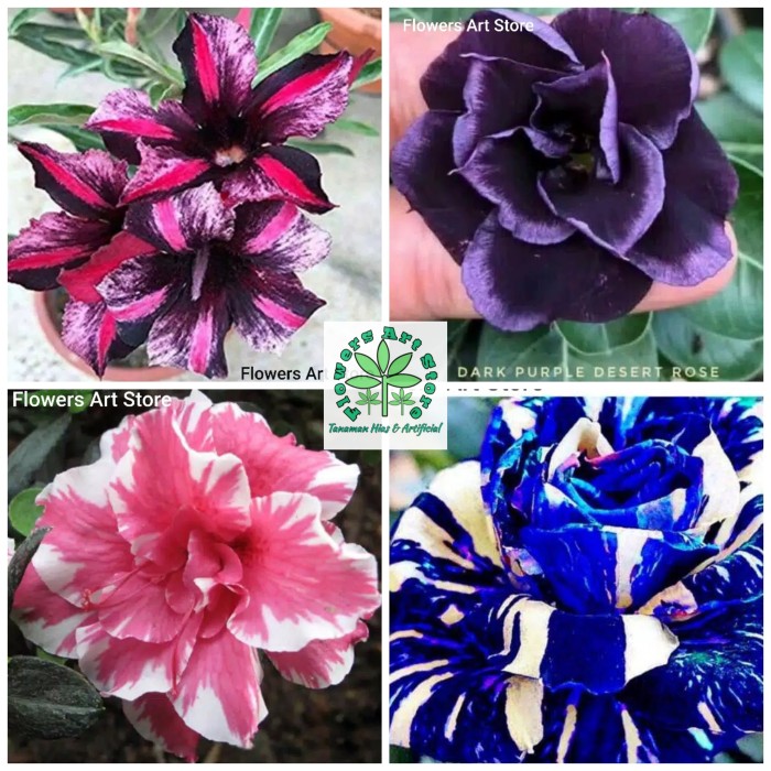 Jual Paket 4 adenium bunga tumpuk | Shopee Indonesia