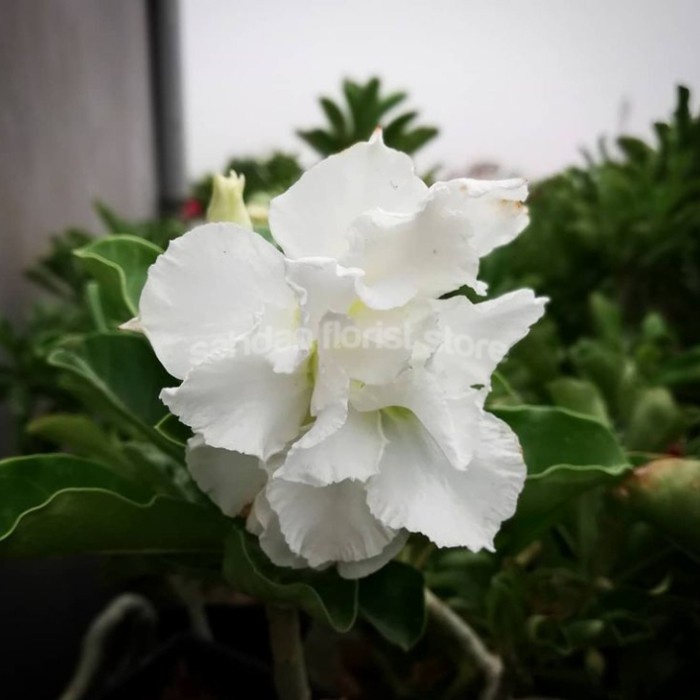 Jual pohon adenium tumpuk white - bunga putih /adenium bunga tumpuk ...