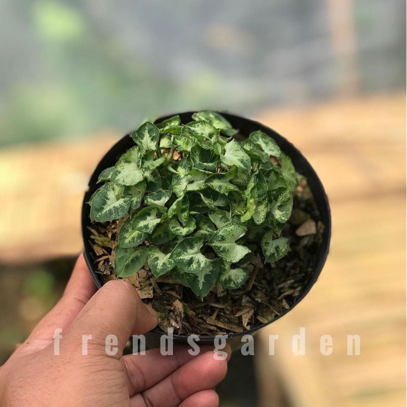 Jual Tanaman Hias Syngonium Pixie Mini / Syngonium Mini (Liliput) | Shopee Indonesia