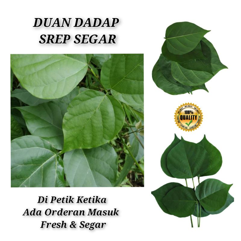 Jual DAUN DADAP SREP SEGAR OBAT HERBAL 250 GRAM | Shopee Indonesia