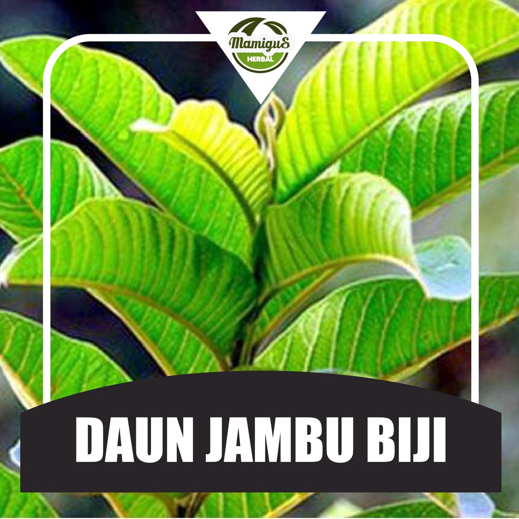 Jual Daun Jambu Segar / Guava Leaf (50 Lembar) | Shopee Indonesia