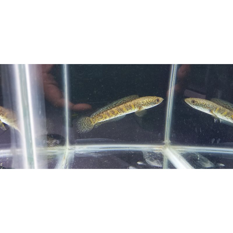 Jual Channa auranti size 15-17cm | Shopee Indonesia
