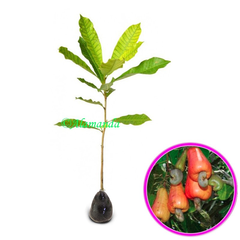 Jual Tanaman Buah Jambu Monyet | Shopee Indonesia