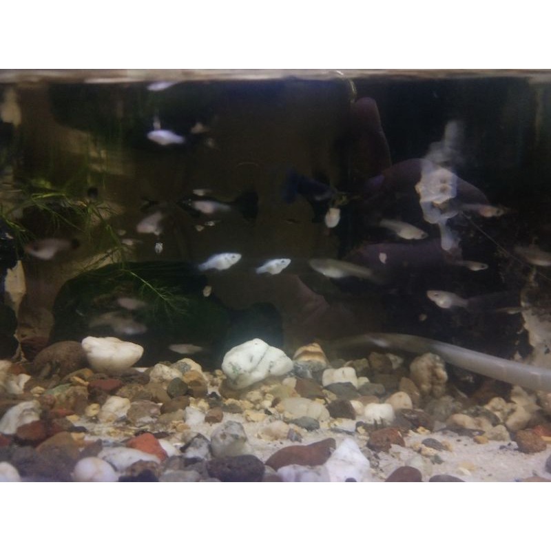 Jual molly balon dan guppy dragon | Shopee Indonesia
