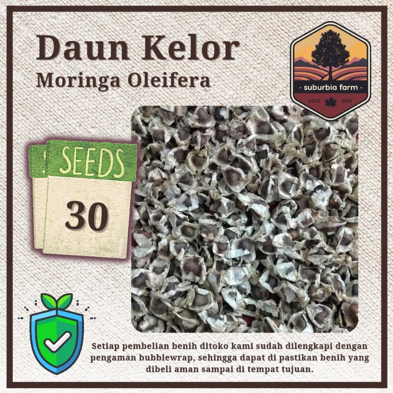Jual 30 Biji Benih Daun Kelor Moringa Oleifera | Shopee Indonesia