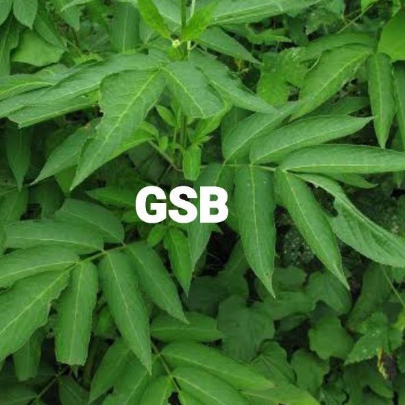 Jual Daun sangitan segar 200 gram / sambucus javanica | Shopee Indonesia