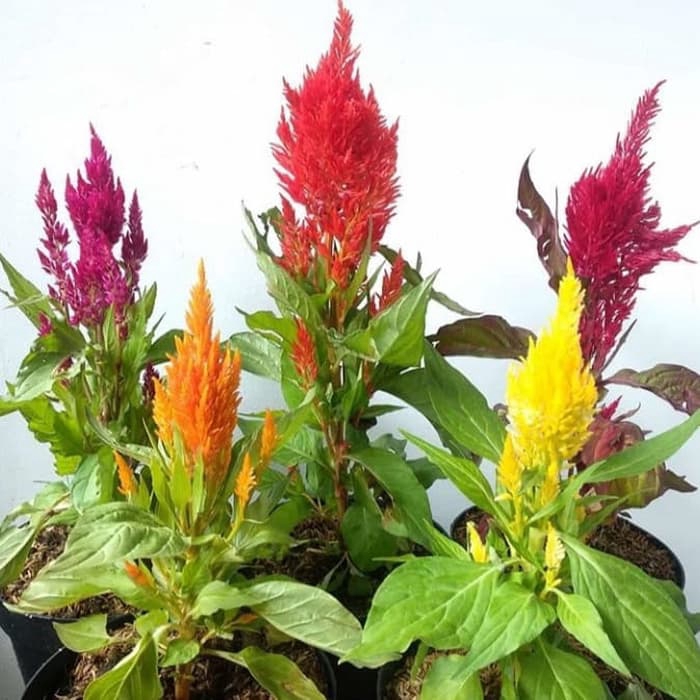 Jual tanaman hias jenger ayam - tanaman hias bunga jenger ayam | Shopee ...