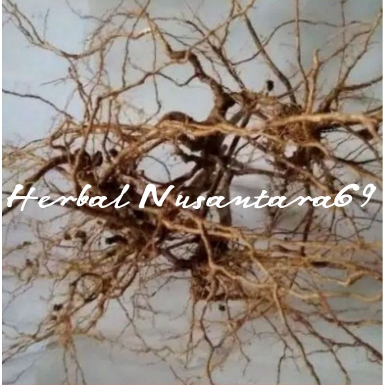 Jual Ready Akar Kayu Senggani Rimbun Panjang Batang 10cm | Shopee Indonesia