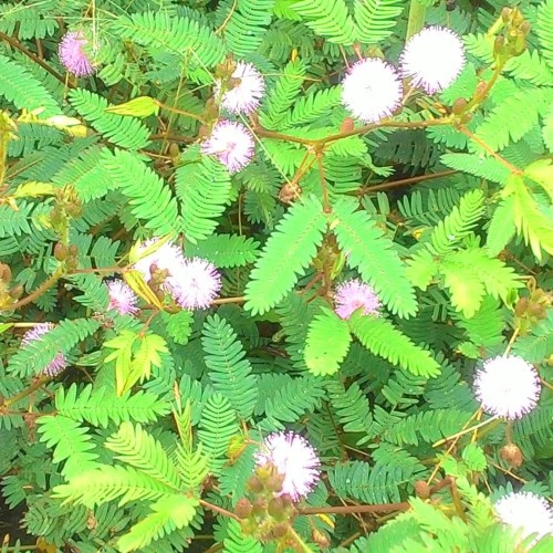 Jual Victory Seed Daun Putri Malu Herbal Segar (Isi 100 Daun) | Shopee Indonesia