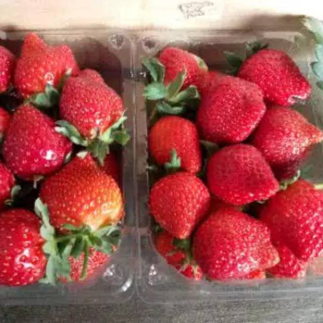 Jual Bibit stroberi ready siap tanam | Shopee Indonesia