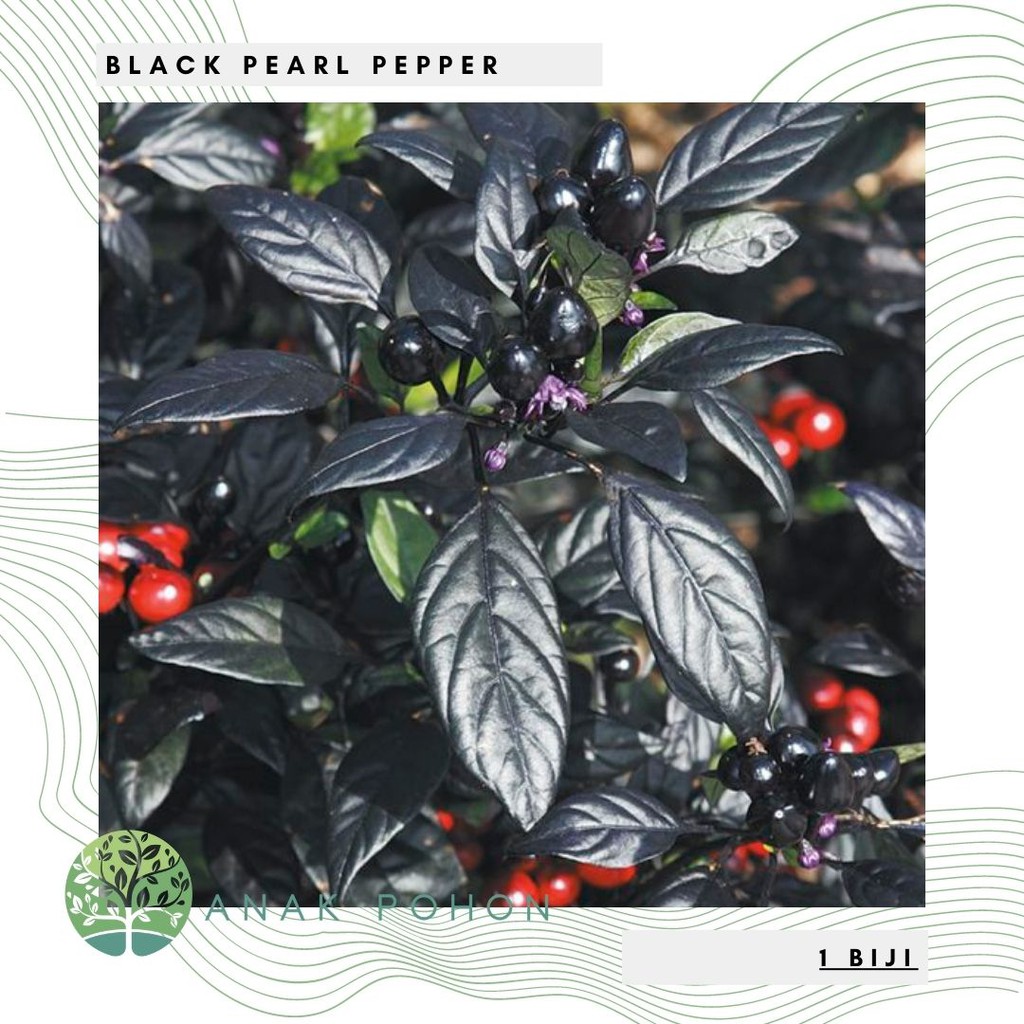 Jual Benih Bibit Biji - Cabai Black Pearl Ornamental Pepper Cabe Hias ...