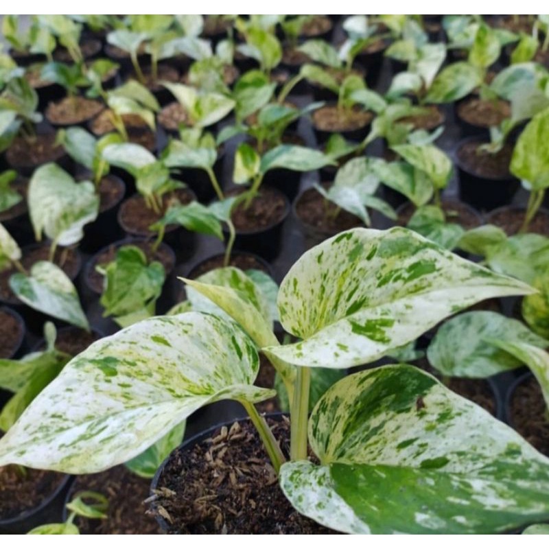 Jual tanaman epipremnum marble queen/tanaman hias epipremnum | Shopee ...