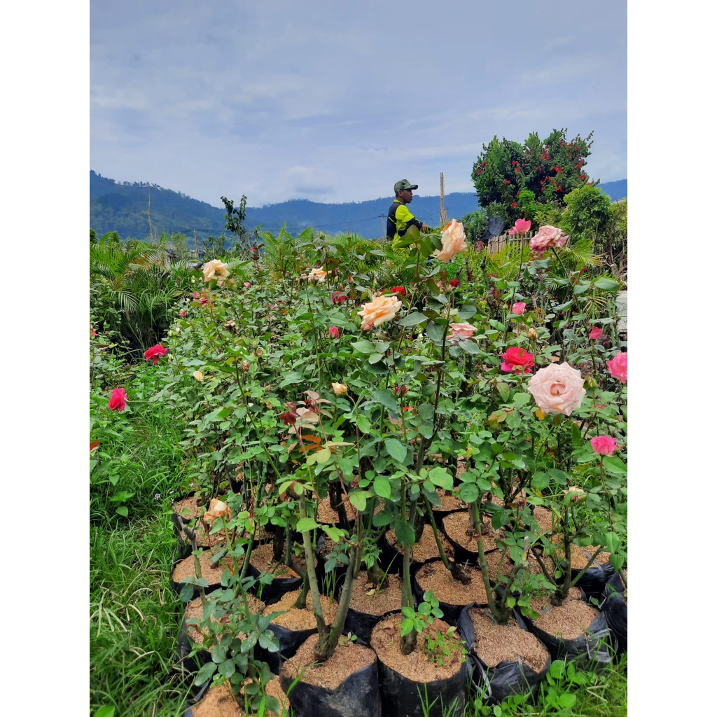 Jual Tanaman Hias Bunga Mawar Indukan Dewasa Dongkelan Batang Besar ...
