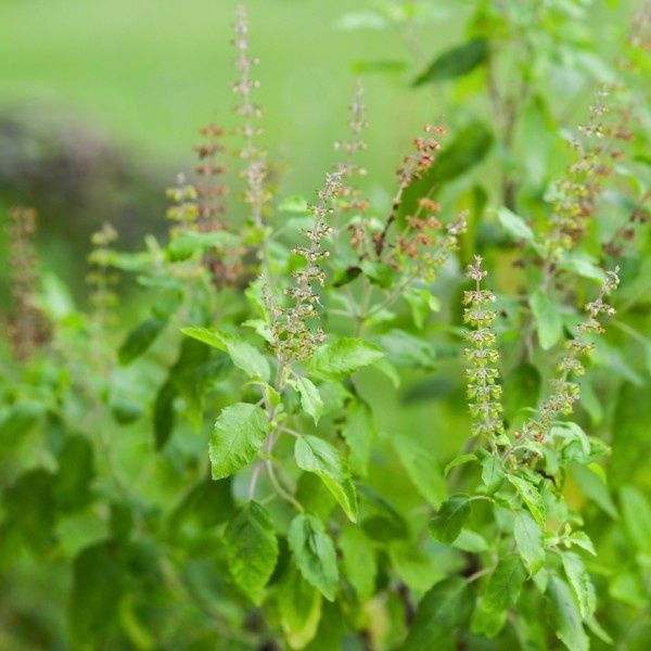 Jual Daun Ruku Ruku Herbal Segar (200 Lembar) | Shopee Indonesia