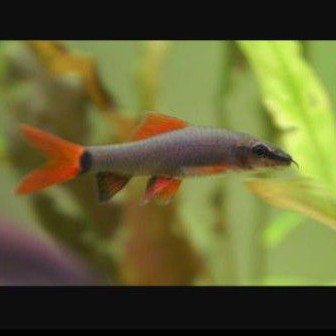 Jual ikan redfin hitam grab/gojek only | Shopee Indonesia