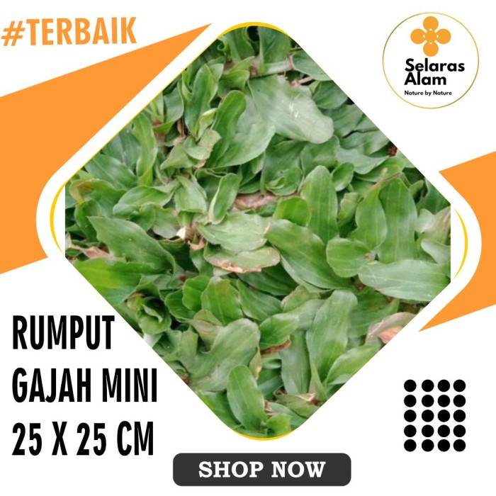 Jual RUMPUT GAJAH MINI 25 X 25 CM | Shopee Indonesia