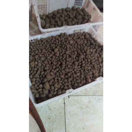 Jual Permo bibit benih katak porang/bulbil | Shopee Indonesia