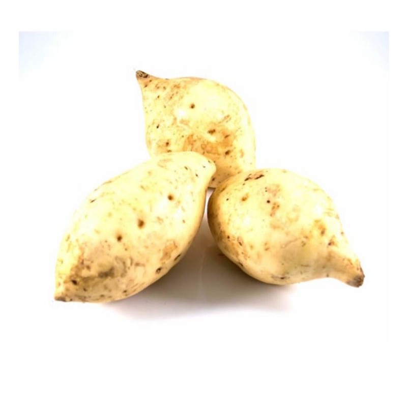 Jual Ubi Putih Segar 500 gram | Shopee Indonesia