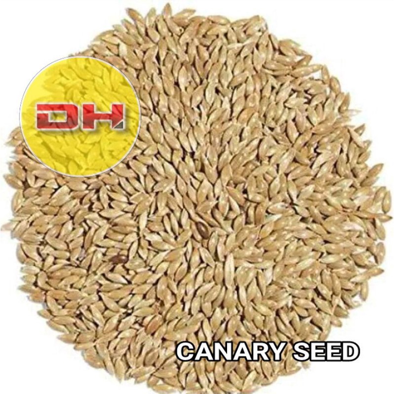 Jual Kenari Seed Canary Seed Pakan Burung Kiloan Kualitas Premium ...