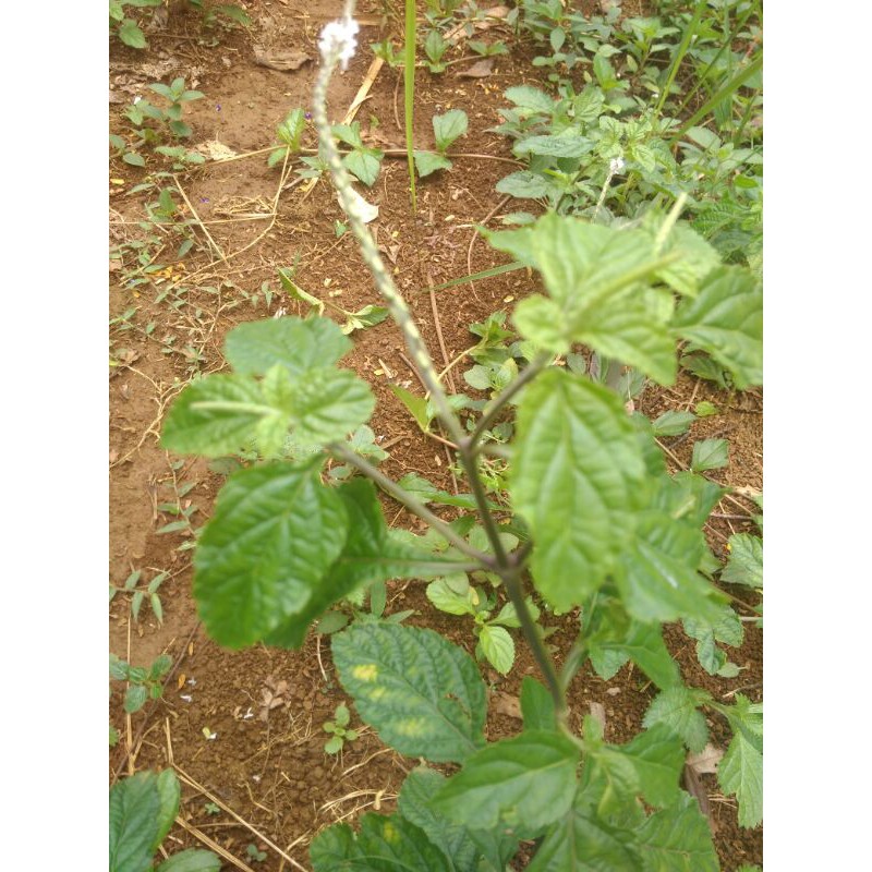 Jual Daun Jarong Daun pecut kuda Segar Herbal | Shopee Indonesia