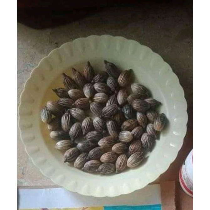 Jual BIJI POHON PALEM ISI 5 BIJI (COD) | Shopee Indonesia