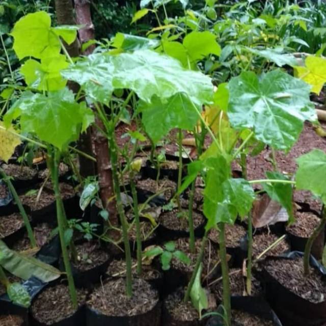 Jual Pohon jarak pagar bibit tanaman herbal pohon jarak hijau | Shopee ...