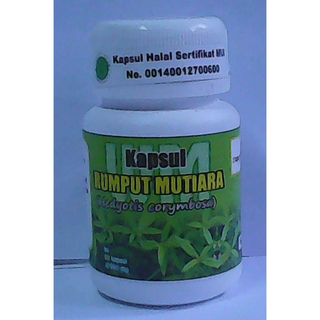 Jual KAPSUL RUMPUT MUTIARA / Rumput siku-siku / Lidah Ular (Hedyostis ...