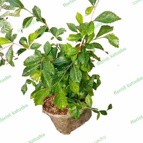Jual tanaman pagar teh tehan -tanaman outdour [Acalypha siamensis ...