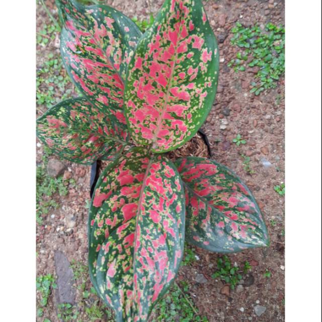 Jual Aglonema Ruby Venus dewasa | Shopee Indonesia