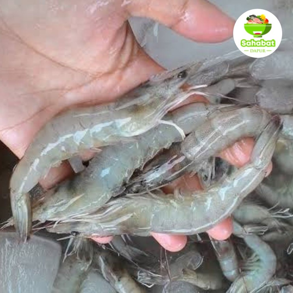 Jual Udang Segar/Udang Super/Udang Besar/Udang Premium - Sahabatdapur ...