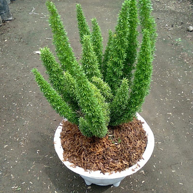 Jual Tanaman Hias Bunga Cemara Ekor Tupai / Cemara Harga Murah | Shopee ...