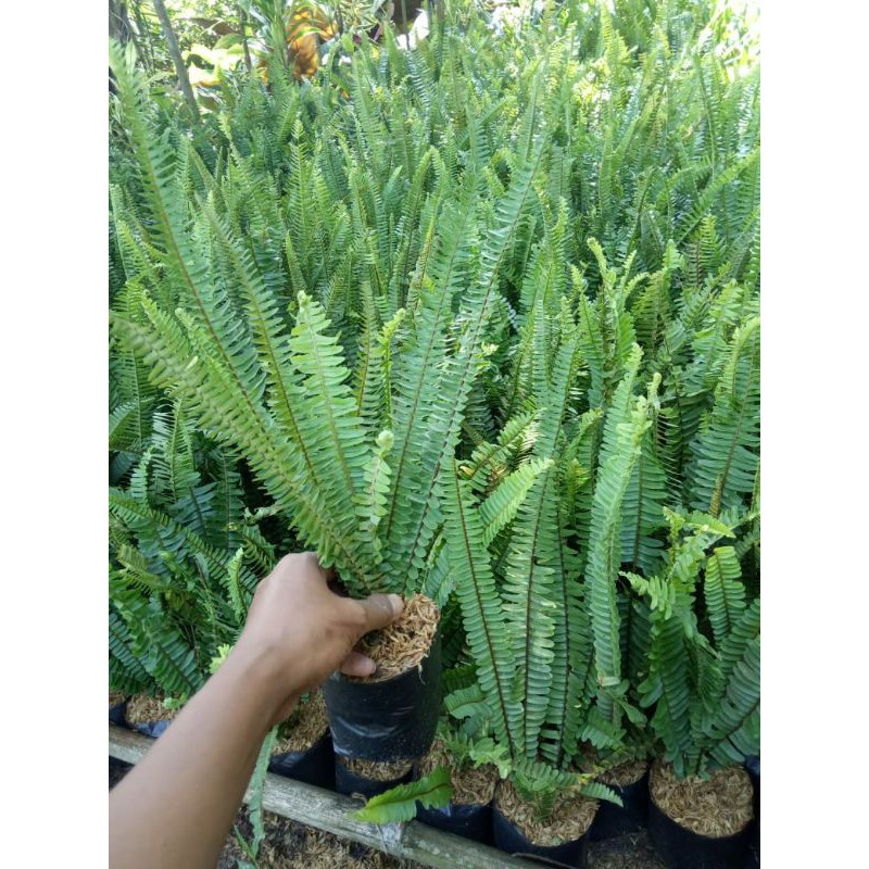 Jual pakis kelabang | Shopee Indonesia