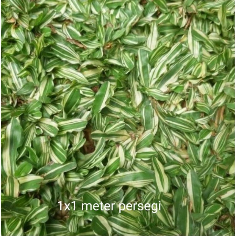 Jual Rumput Gajah Mini Variegata 1x1 Meter Persegi Shopee Indonesia
