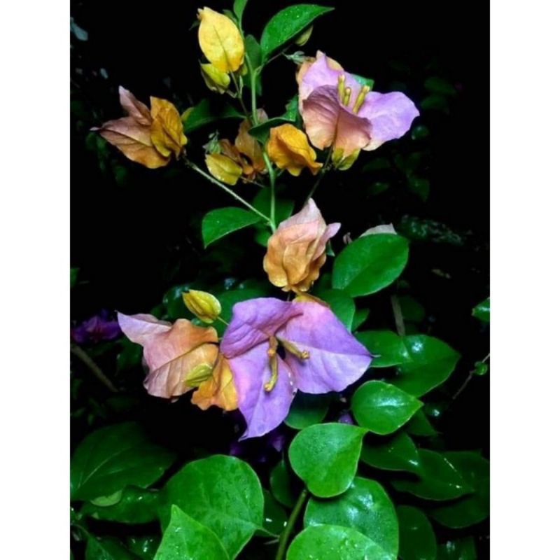 Jual PROMO!!TANAMAN HIAS BUGENVIL BUNGA KERTAS//BLUE CHERY | Shopee ...