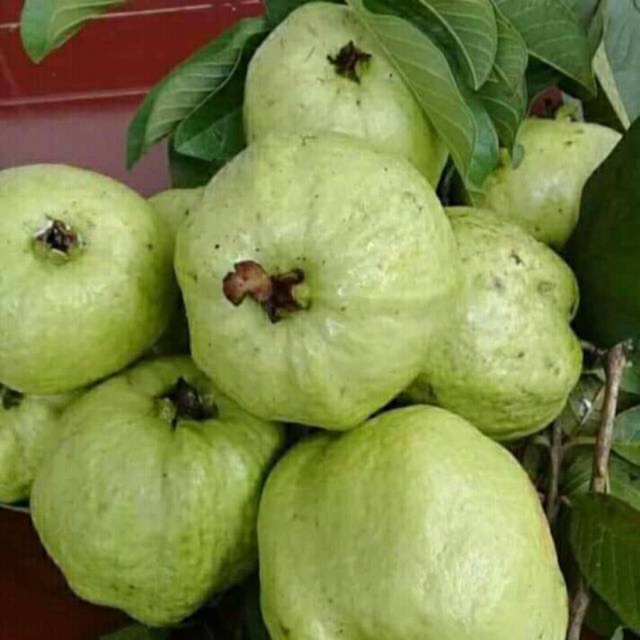 Jual Jambu Merah Biji 1 kg | Shopee Indonesia