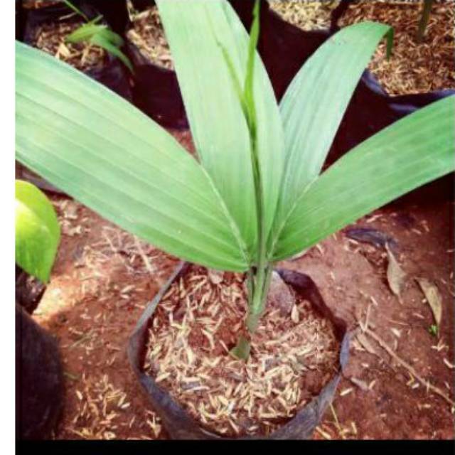 Jual tanaman hias palem mini | Shopee Indonesia