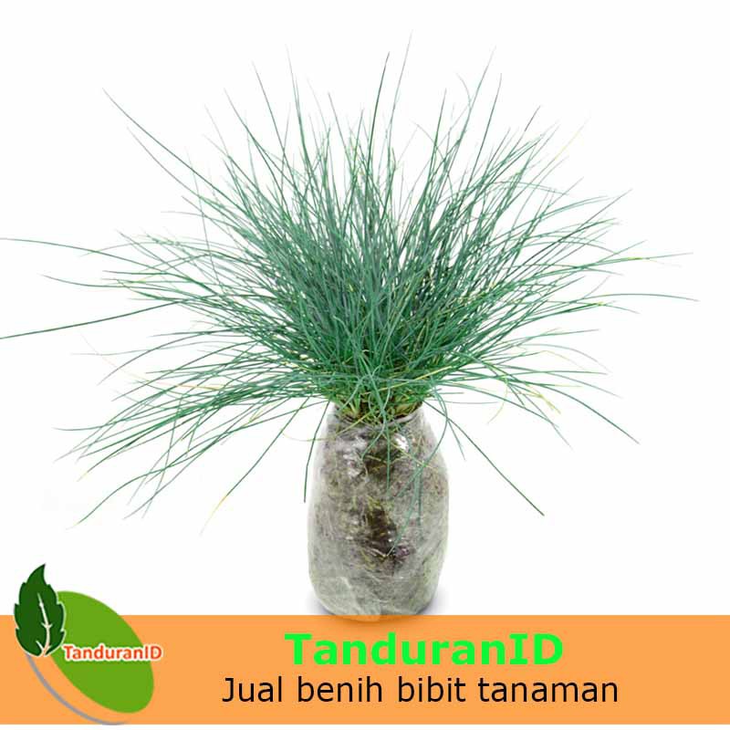 Jual Tanaman Hias Rumput Biru Festuca | Shopee Indonesia