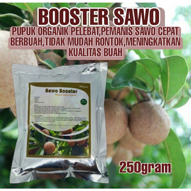 Jual Pupuk Organik Pelebat Buah Sawo Booster dan Pupuk Perangsang Pohon Sawo Agar Cepat Berbuah ...
