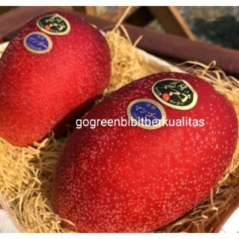 Jual bibit mangga red invori ukuran 1 meter | Shopee Indonesia
