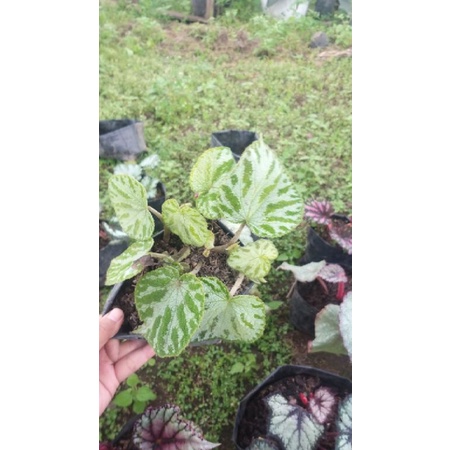 Jual begonia tapak kucing, begonia murah, begonia rimbun, begonia ...