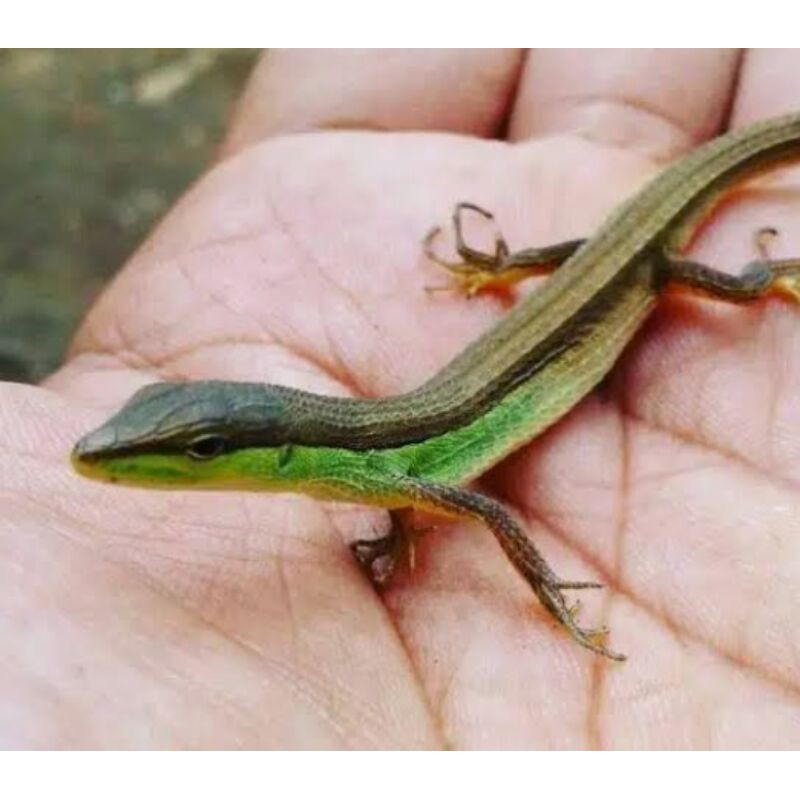 Jual kadal rumput ekor panjang/orong orong | Shopee Indonesia